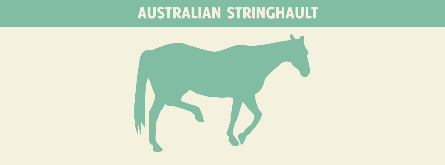 Australian Stringhalt | HorseDVM Diseases A-Z