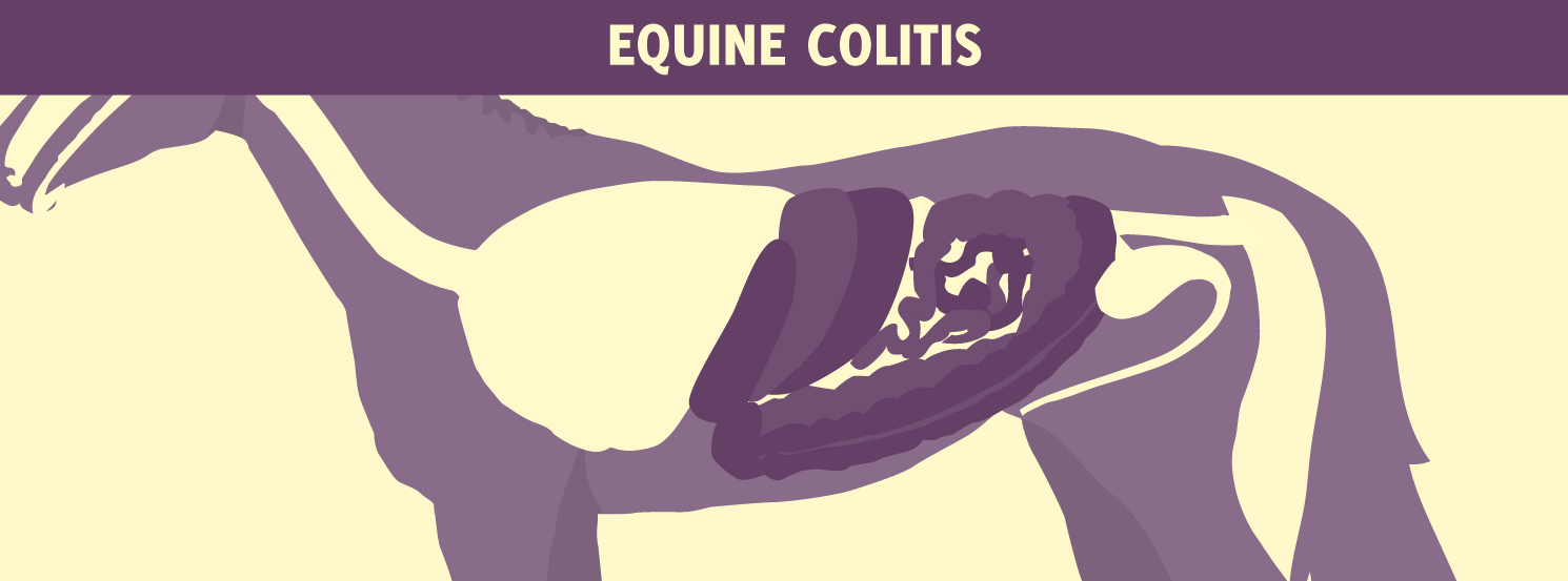 Colitis | HorseDVM Diseases A-Z