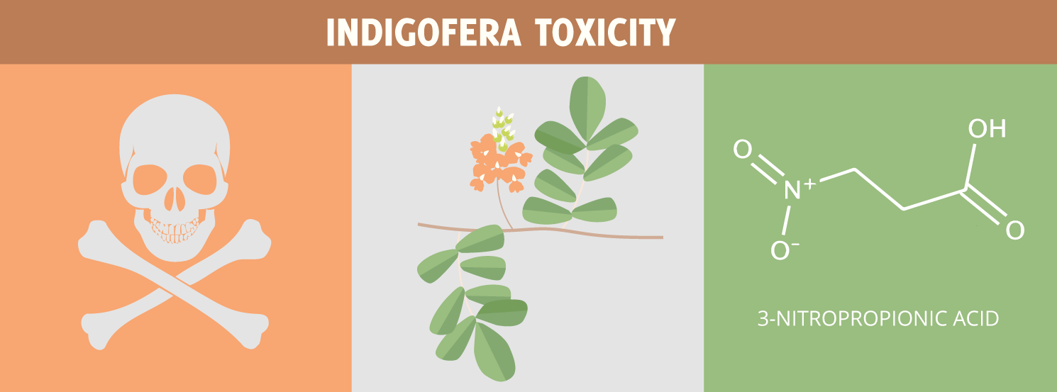 Indigofera Toxicity in Horses: Signs, Treatment & Prevention