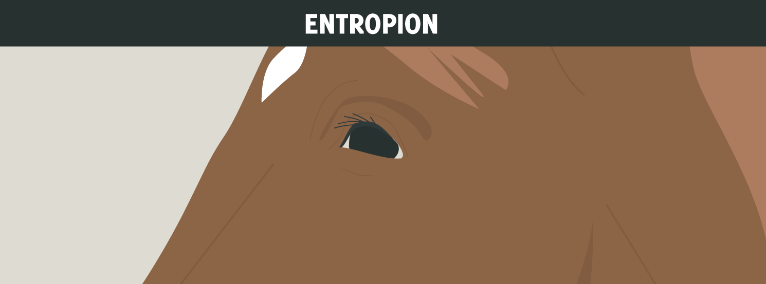 Entropion | HorseDVM Diseases A-Z