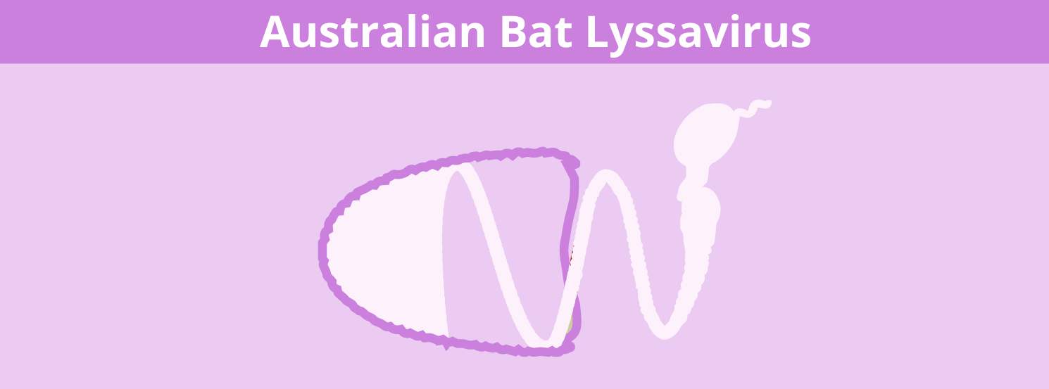 Australian Bat Lyssavirus in Horses: Signs, Treatment & Prevention