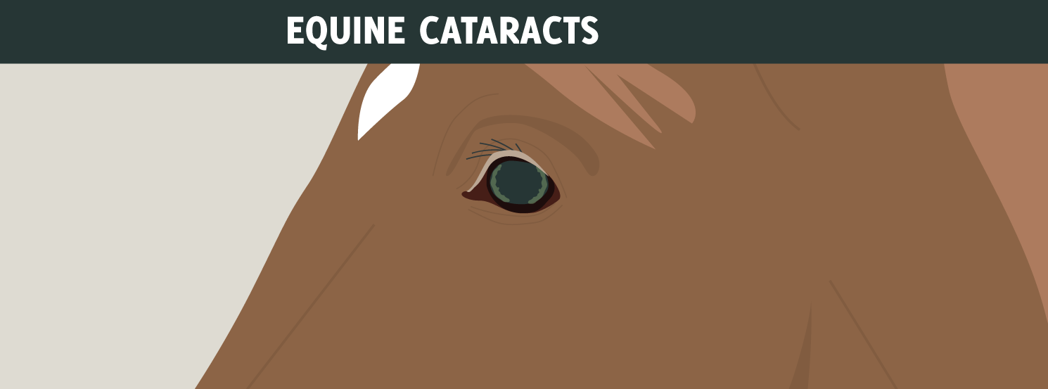 Cataracts in Horses: Signs, Treatment & Prevention