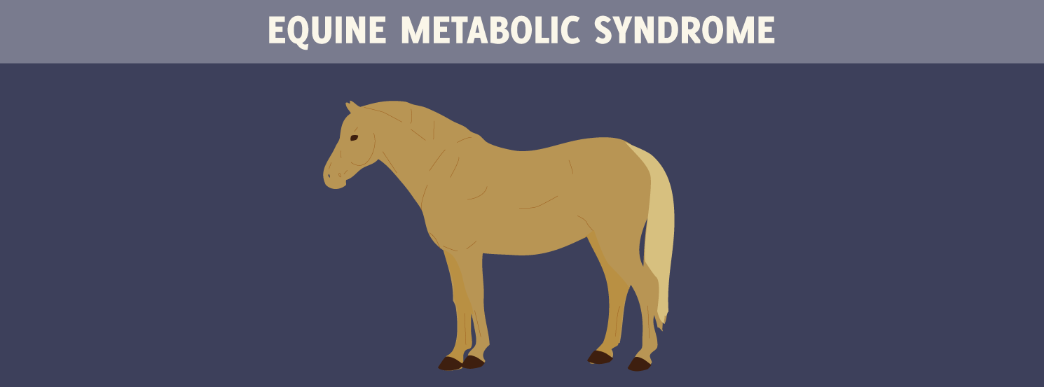 Equine Metabolic Syndrome (EMS) | HorseDVM Diseases A-Z