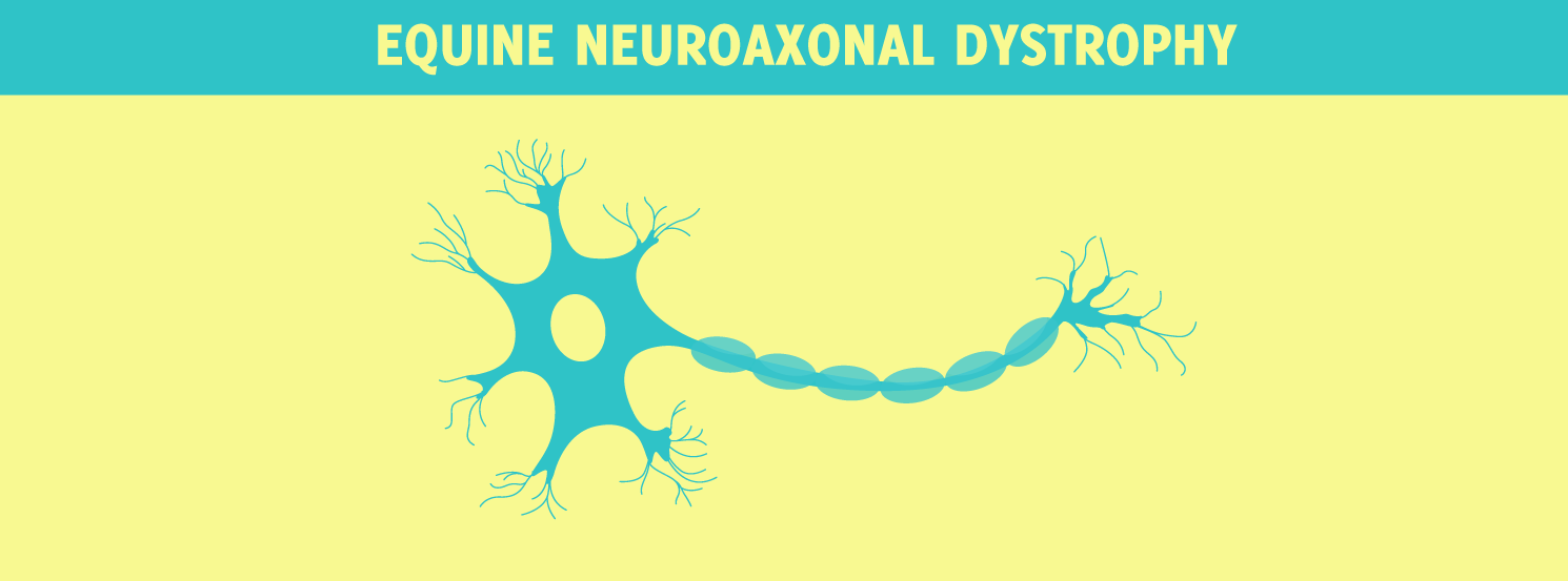 Equine Neuroaxonal Dystrophy | HorseDVM Diseases A-Z