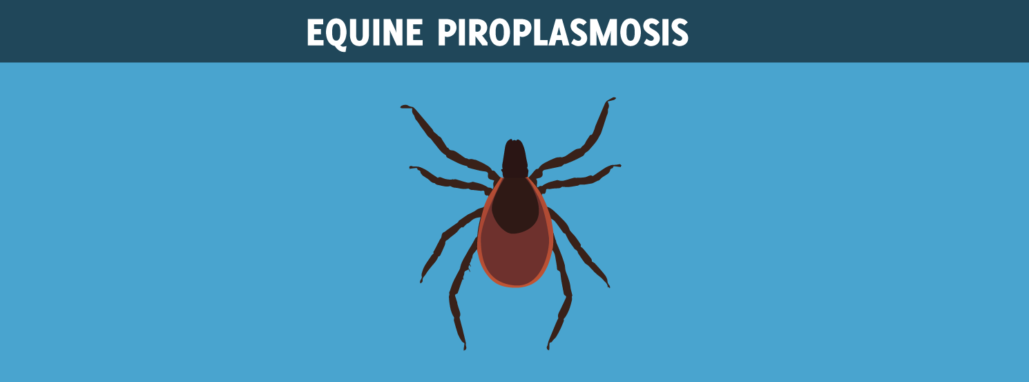 Equine Piroplasmosis in Horses: Signs, Treatment & Prevention