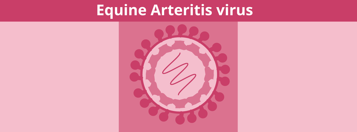 Equine Viral Arteritis (EVA) | HorseDVM Diseases A-Z