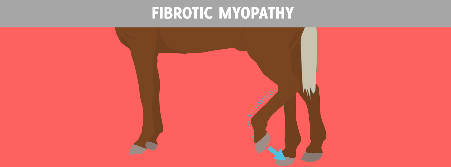 Fibrotic Myopathy in Horses: Signs, Treatment & Prevention