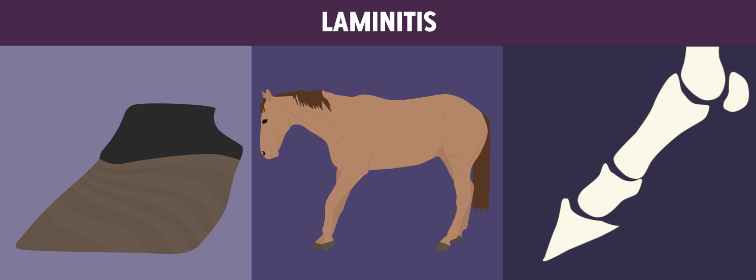 Laminitis in Horses: Signs, Treatment & Prevention