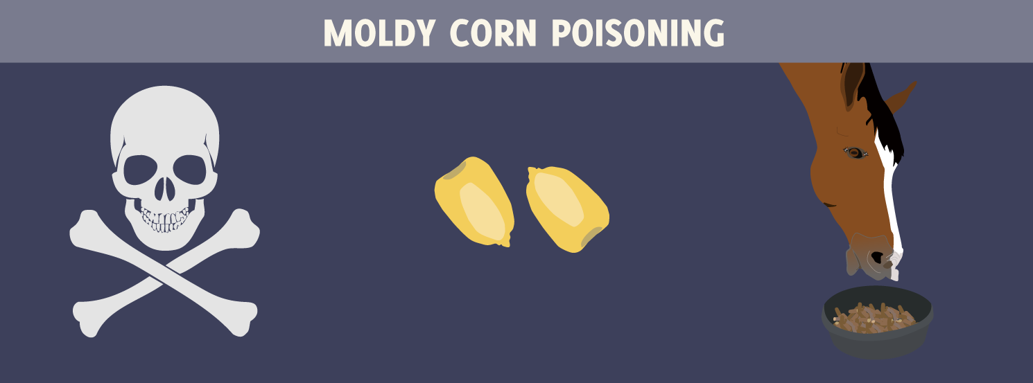 Equine Leukoencephalomalacia | HorseDVM Diseases A-Z