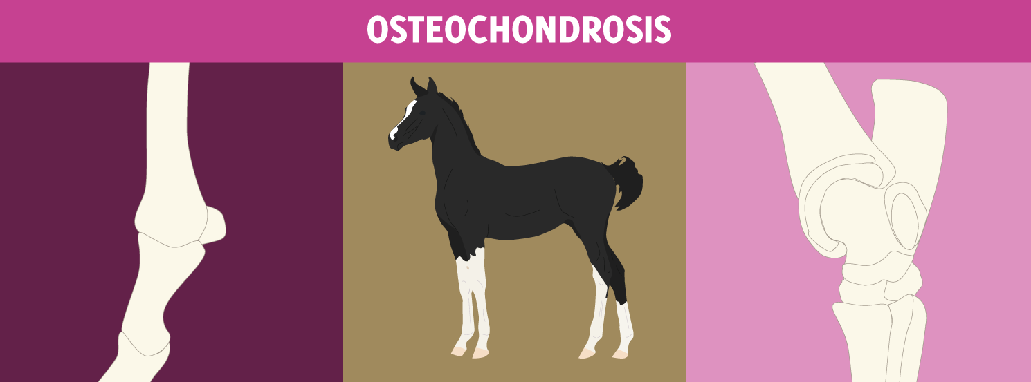 Osteochondrosis in Horses: Signs, Treatment & Prevention