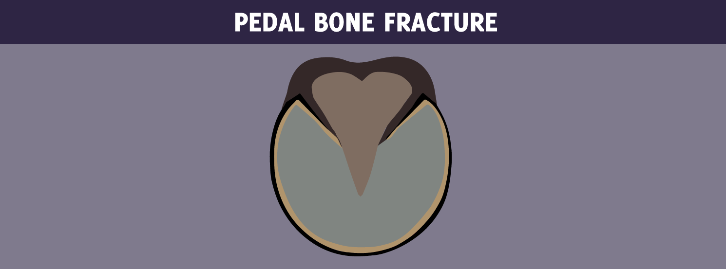 Pedal Bone Fracture | HorseDVM Diseases A-Z