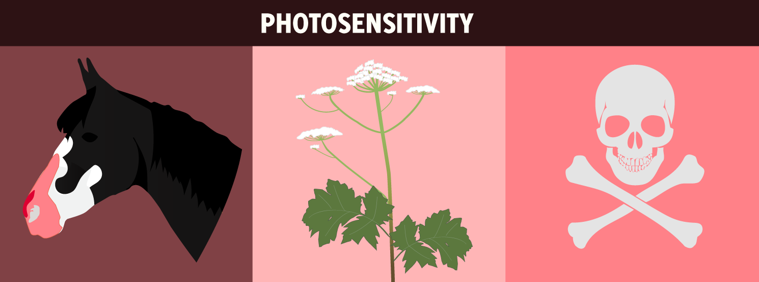 Photosensitivity | HorseDVM Diseases A-Z