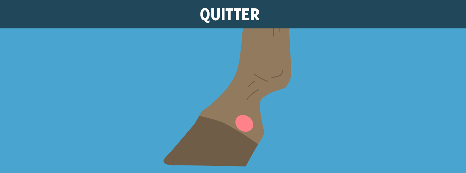 Quittor | HorseDVM Diseases A-Z