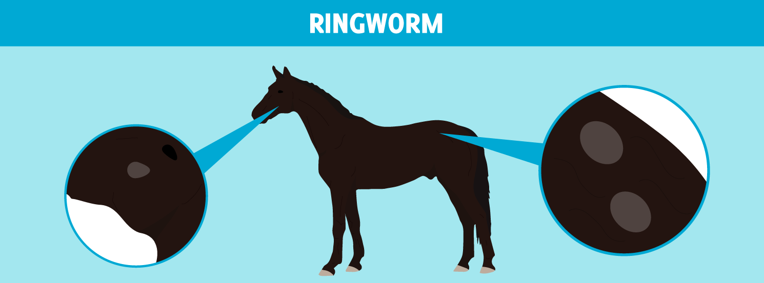 Ringworm in Horses: Signs, Treatment & Prevention