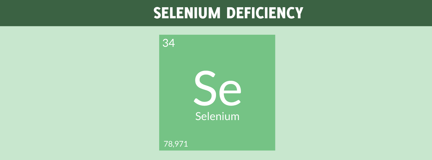 Selenium Deficiency in Horses: Signs, Treatment & Prevention