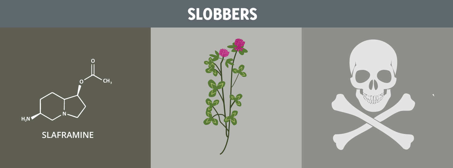 Slobbers in Horses: Signs, Treatment & Prevention