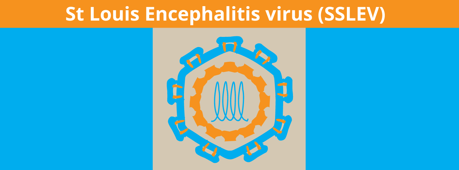 St Louis Encephalitis Virus | HorseDVM Diseases A-Z