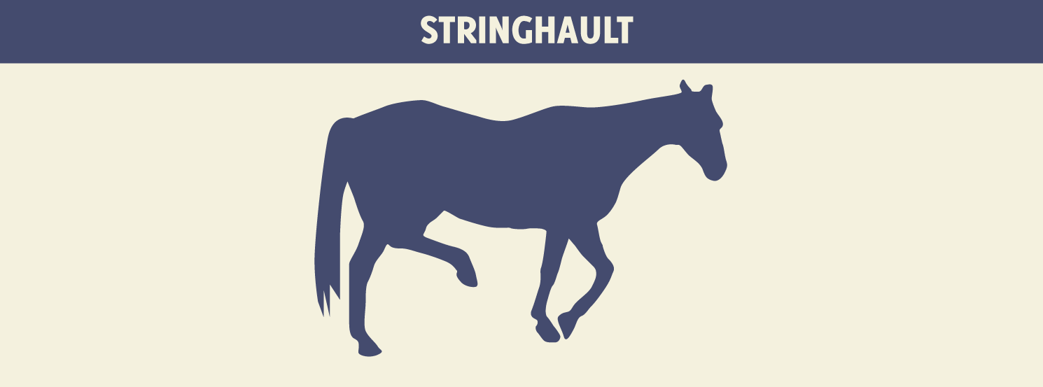 Stringhalt | HorseDVM Diseases A-Z