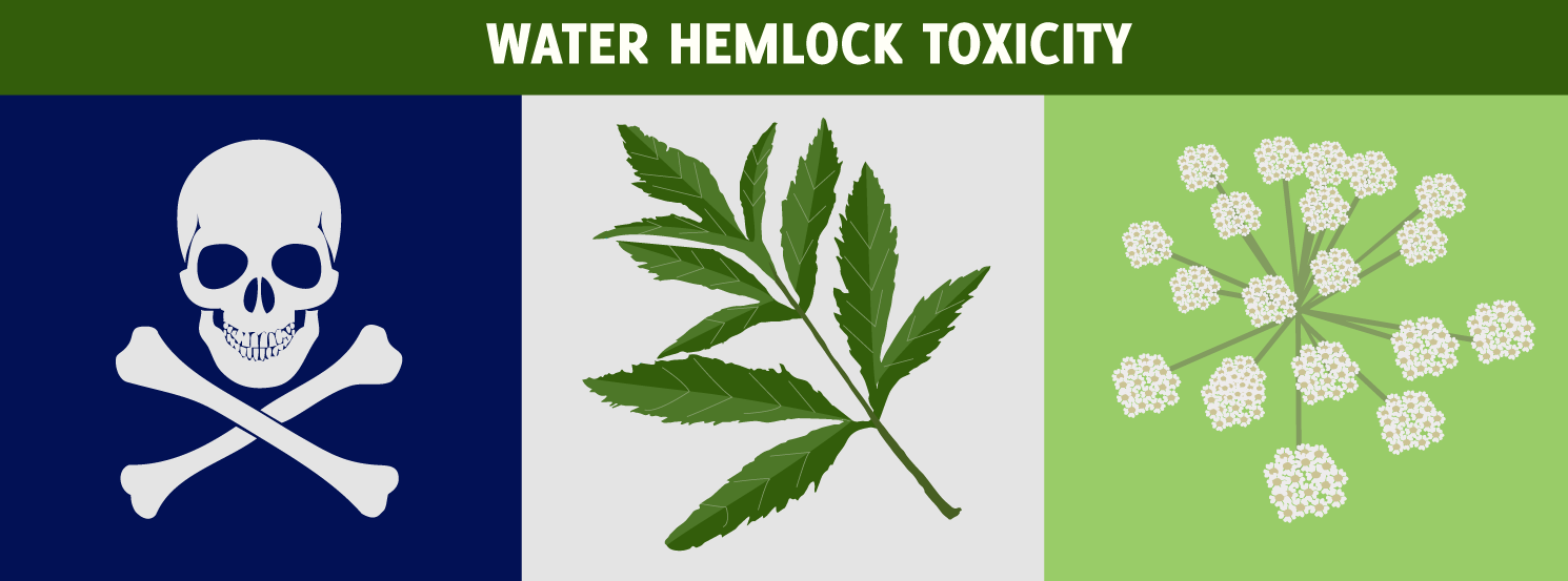 Water Hemlock Toxicity in Horses: Signs, Treatment & Prevention
